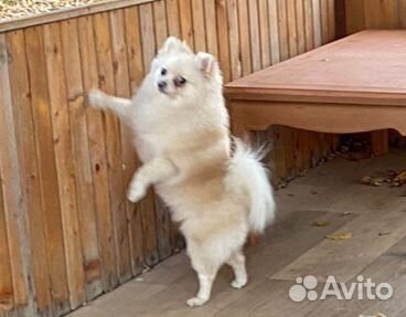 Щенки померанского шпица