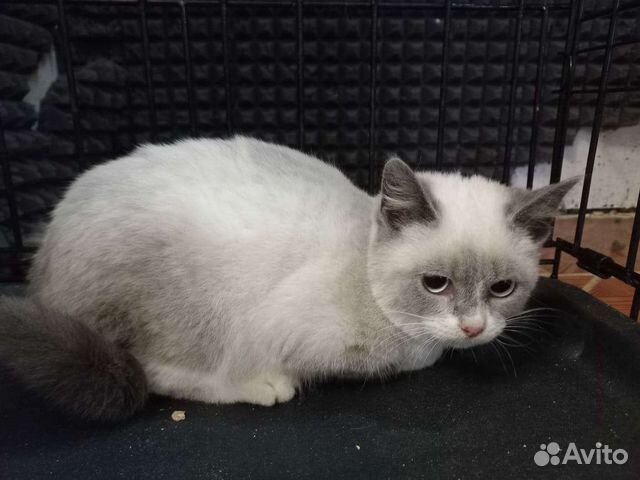 Котенок Мышка, метис тайской