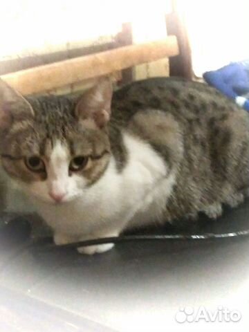 Симпатяшка кошечка