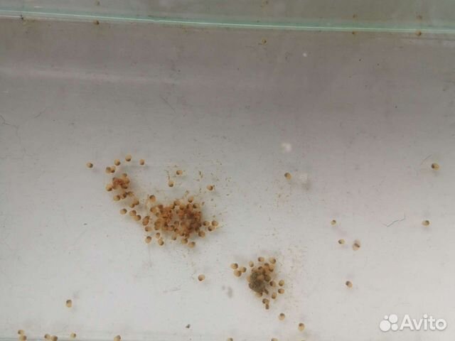 Улитка ампулярия малыши