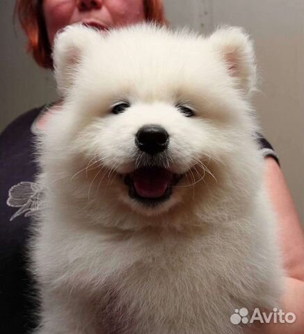 Щенки самоеда