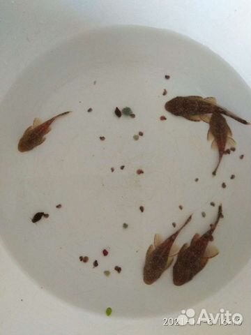 Аквариумные рыбки