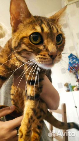 Кошка Ксюша стерилизованная 5лет в дар