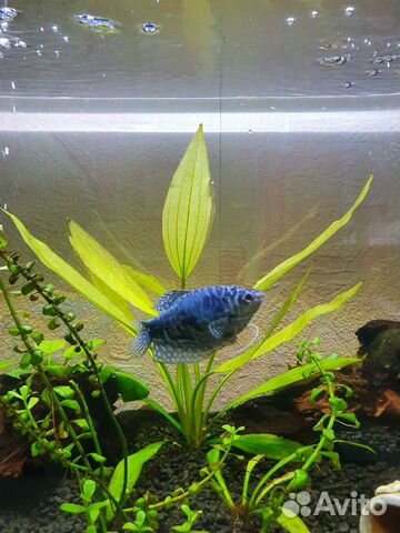 Аквариумные рыбки