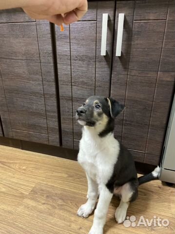 Собаки бесплатно в добрые руки щенки