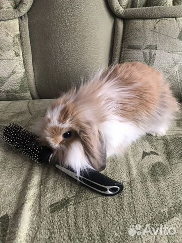 Декоративный кролик, 3 месяца, девочка, размер с б