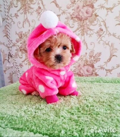 Минюшка мальтипу