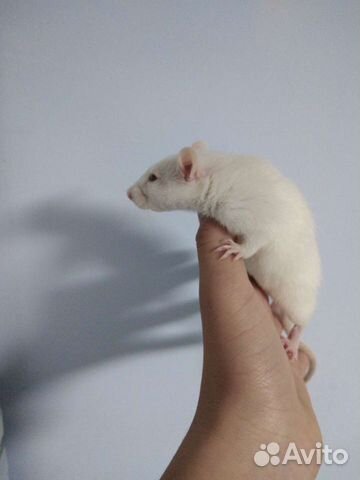 Декоративная крыса