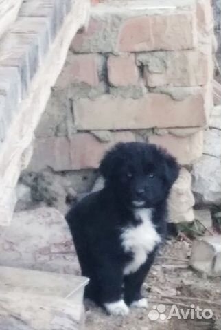 Щенки дворняги