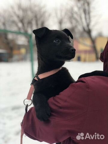 Леди девочка