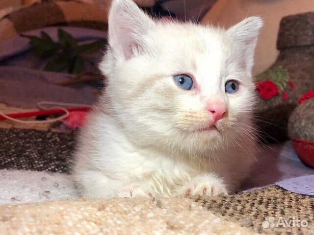 Тайский котенок 1 мес