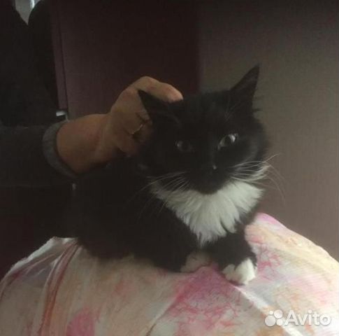 Кошка Маркоша в добрые руки