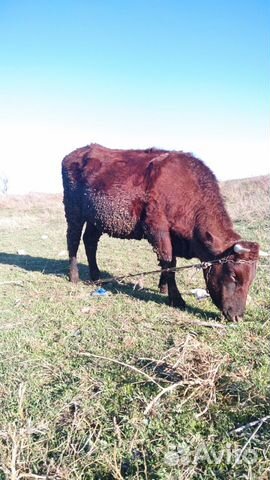 Продам тёлку