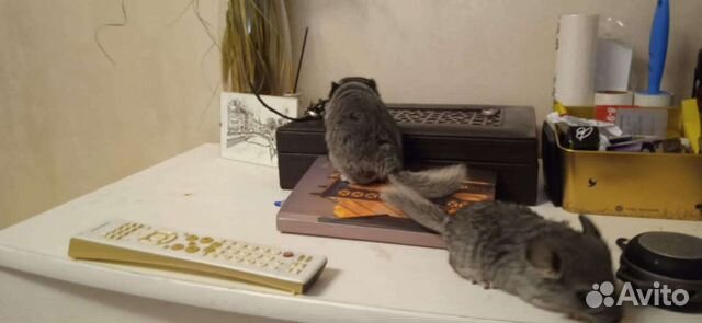 Шиншилла, шиншиллята