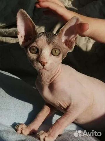 Канадский сфинкс вязка