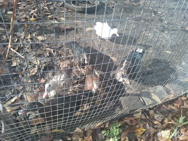 Домашняя птица