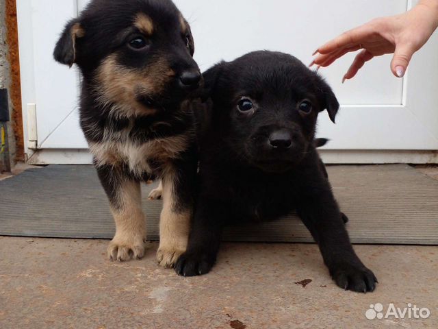 Щенки лабрадораи овчарки