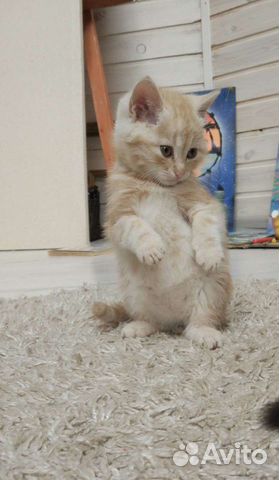 Котята