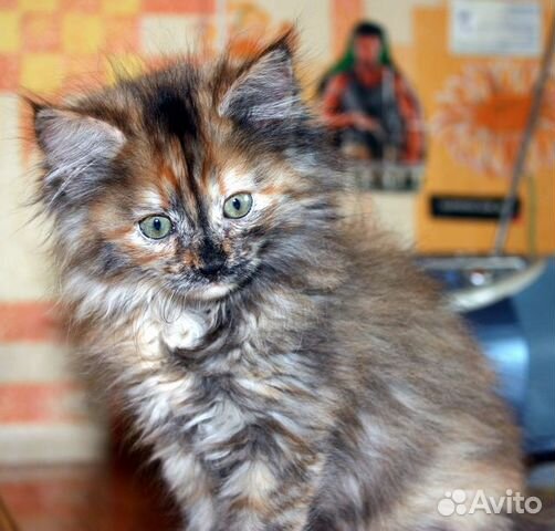 Две пушистые трехцветки - котятки 2 мес. в дар