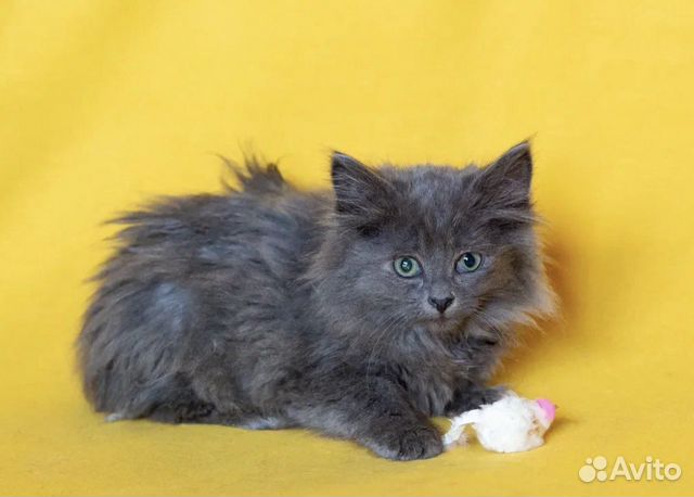 Красивые пушистые котята 2 месяца в добрые руки