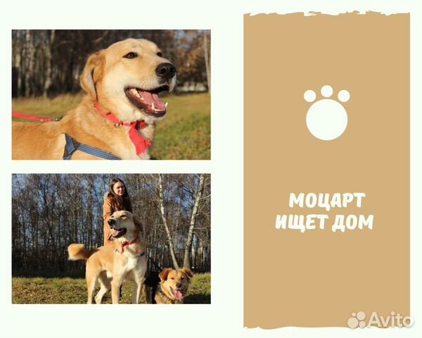 Собака в добрые руки