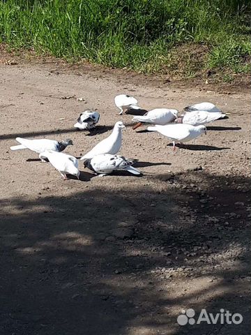 Голуби для разгона
