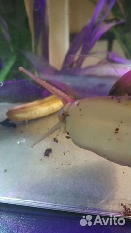 Ахатинские улитки 2 шт