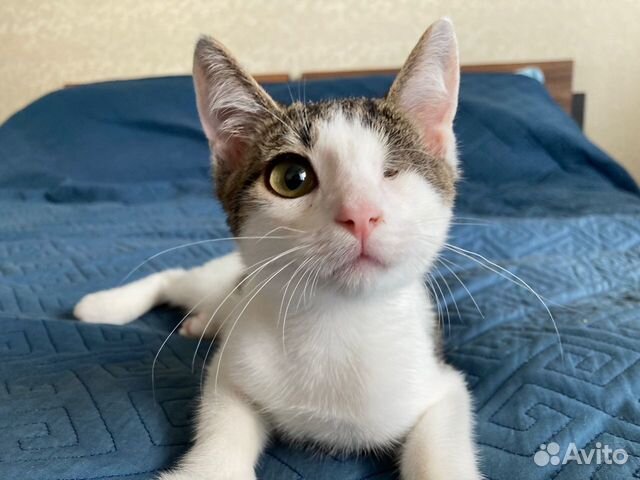 Кошечка Дженни, 6 месяцев