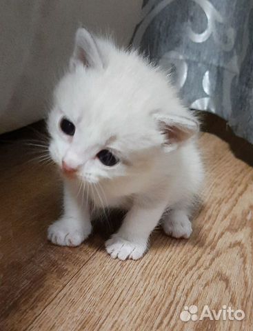 Котята в добрые руки мальчик и девочка