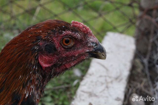 Бойцовые петухи