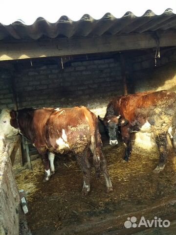 Бычек и телка на откорме