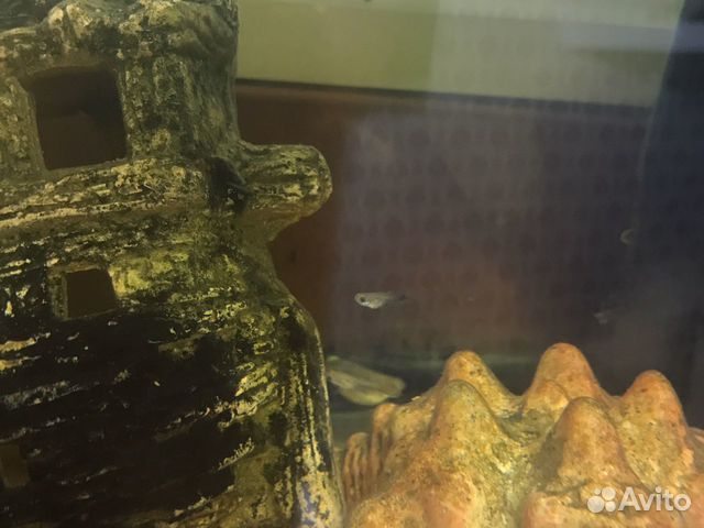 Рыбки гуппи