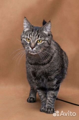 Человек и кошка. Рядом у окошка