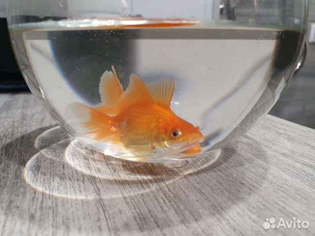Золотая рыбка