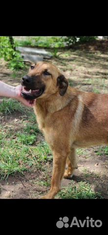 Барни в добрые руки