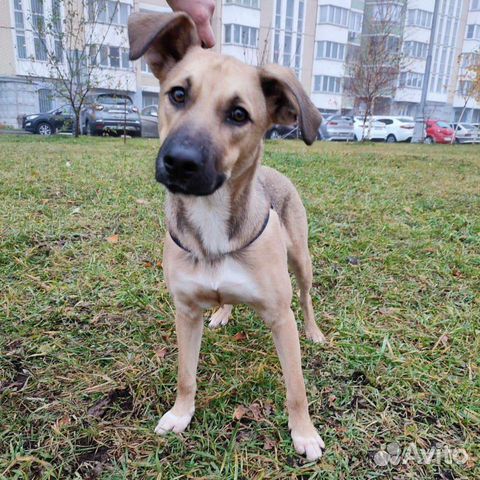 Щенок Оливер (7 месяцев) в добрые руки