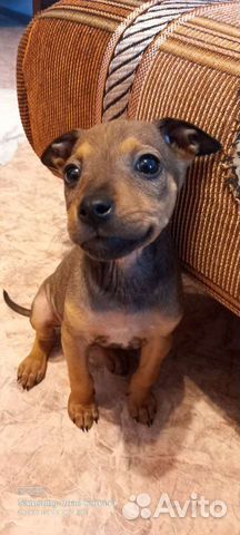 Отдам в добрые руки стафа