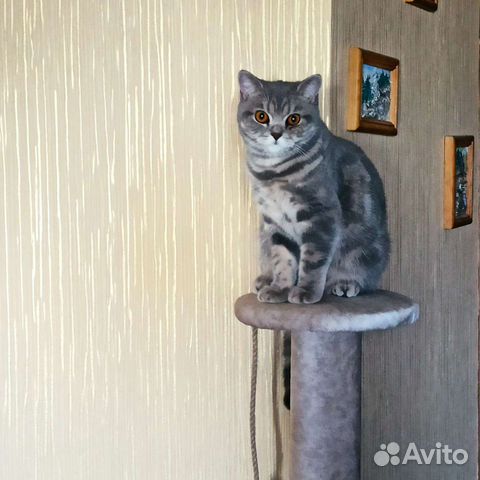 Шотландская кошка вязка