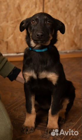 Две сестрички мечтают о семье