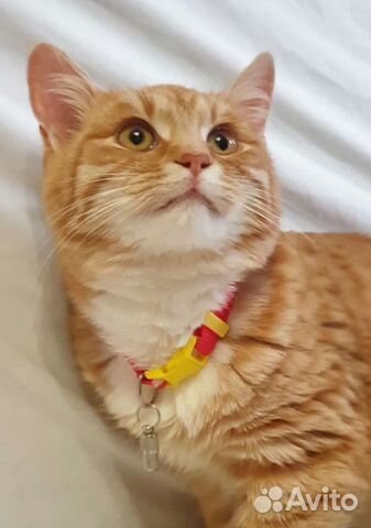 Рыжего котенка хотел застрелить дачный сторож