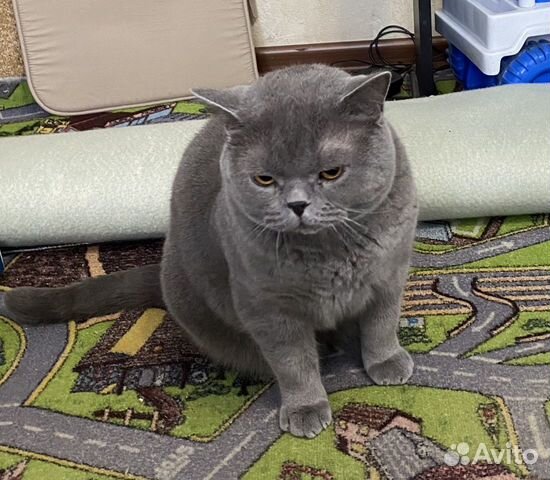 Британский кот