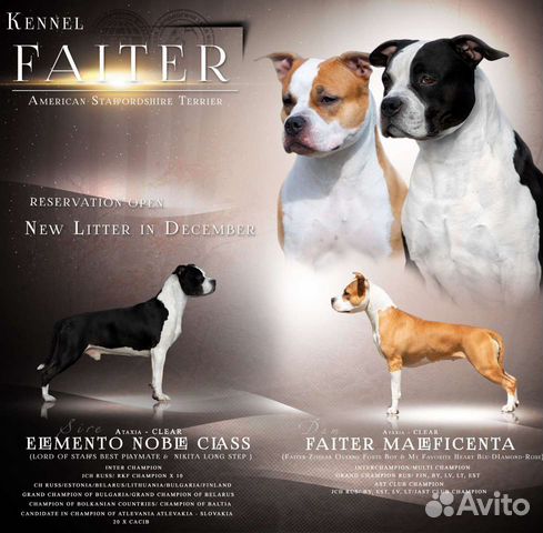 Американский Стаффордширский терьер щенки