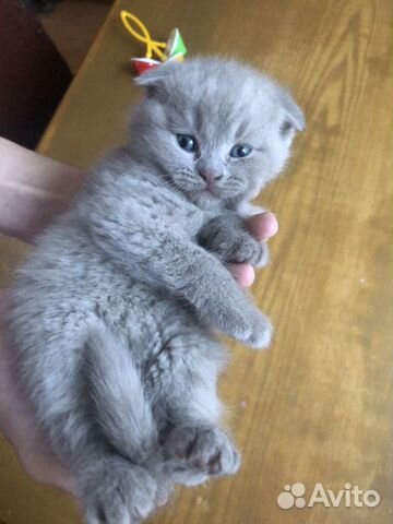 Котенок шотландский вислоухий