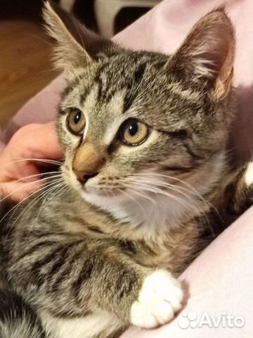 Серо-полосатый котенок мальчик Тобби