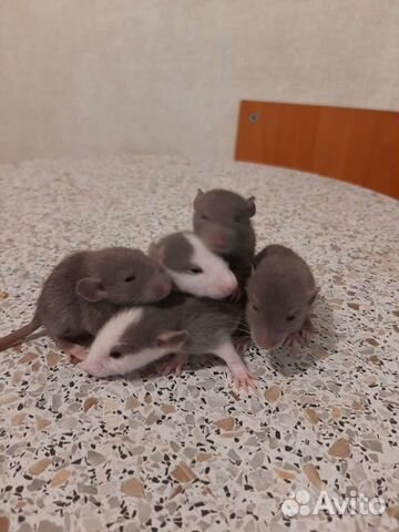 Крысята декоративные с поилкой