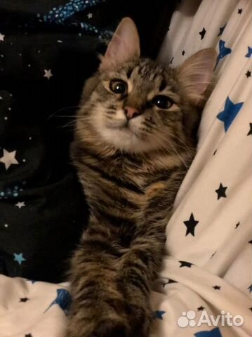 Сибирская кошка бесплатно