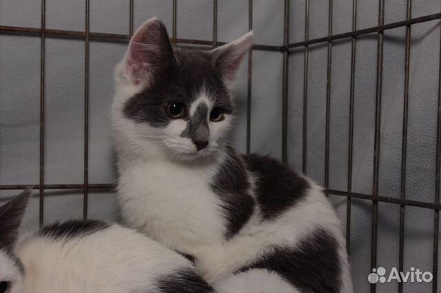 Котёнок девочка в добрые руки