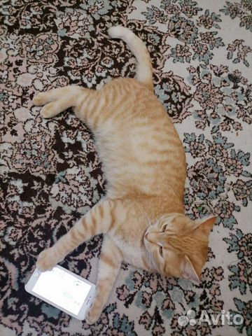 Кот анатолий