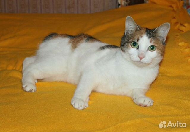 Кошка Малышка
