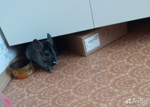 Семья шиншилл